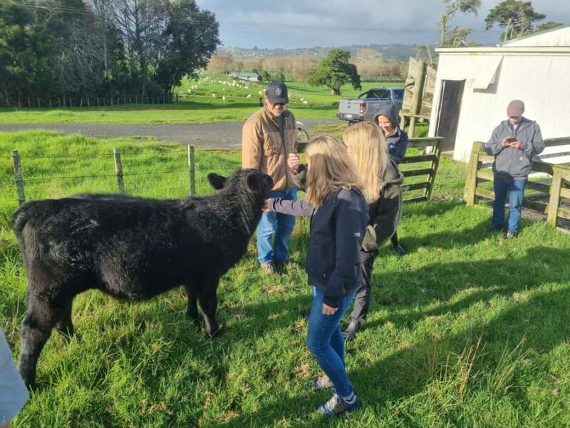 Auckland: Private Sheep & Beef Working Farm Tour - An In-Depth Look at the Private Sheep & Beef Farm Tour