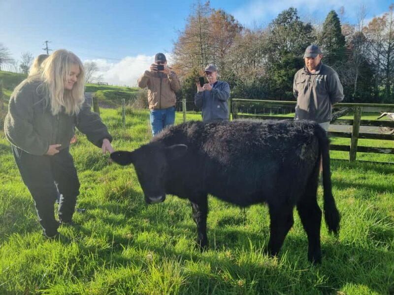 Auckland: Private Sheep & Beef Working Farm Tour - The Sum Up