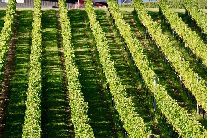 Auckland Region | Multi Island Hopper Package Tour - What Makes This Tour Stand Out