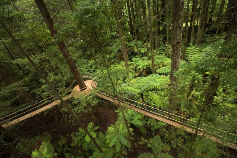 Auckland: Rotorua Highlights inc Te Puia Tour & Redwoods - Key Points