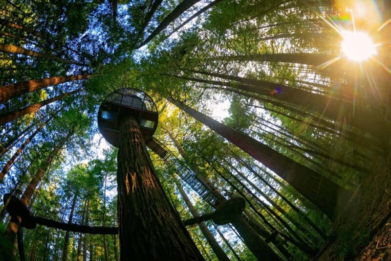 Auckland: Rotorua Highlights inc Te Puia Tour & Redwoods - From Auckland to Rotorua: A Scenic Journey