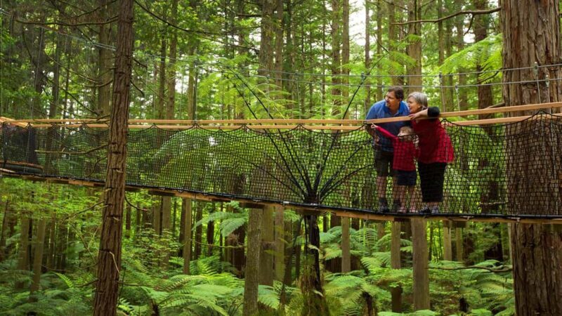 Auckland: Rotorua Highlights inc Te Puia Tour & Redwoods - Returning to Auckland
