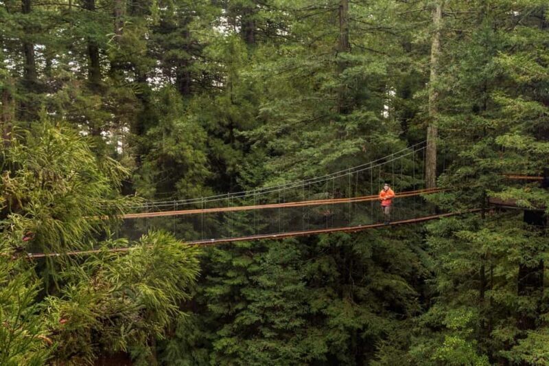 Auckland: Rotorua Highlights with Redwoods Treewalk & Spa - Key Points
