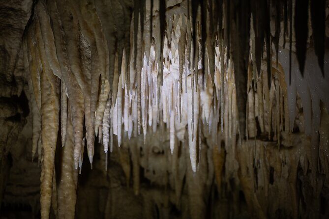 Auckland: Rotorua Mori Village w Haka & Waitomo Caves Day Tour - Practical Tips for Your Day