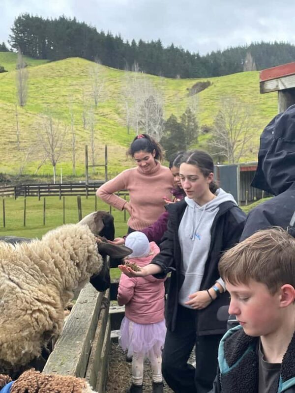 Auckland: Sheepworld, Honey Centre, & Kauri Trail Tour - Key Points