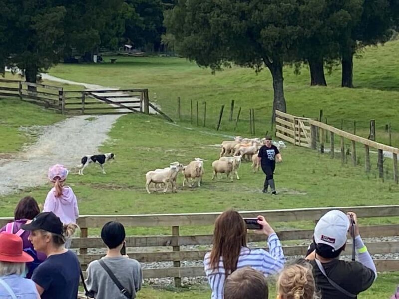 Auckland: Sheepworld, Honey Centre, & Kauri Trail Tour - What Makes Each Stop Special