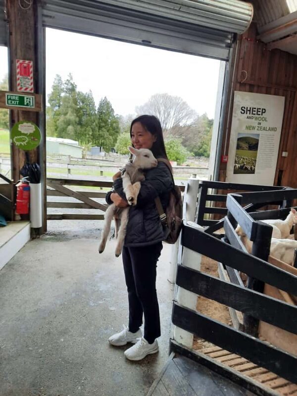 Auckland: Sheepworld, Honey Centre, & Kauri Trail Tour - Balance and Value