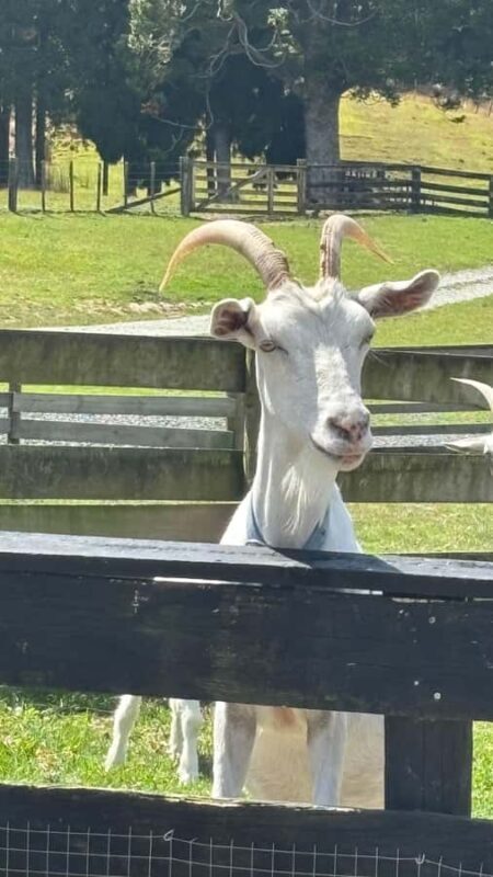 Auckland: Sheepworld, Honey Centre, & Kauri Trail Tour - Practical Tips for Travelers