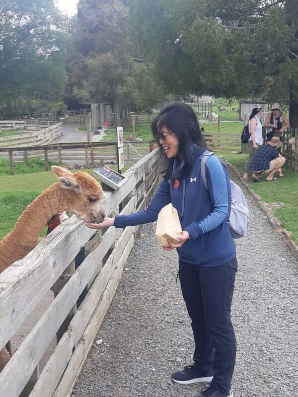 Auckland: Sheepworld, Honey Centre, & Kauri Trail Tour - Who Is This Tour Best For?