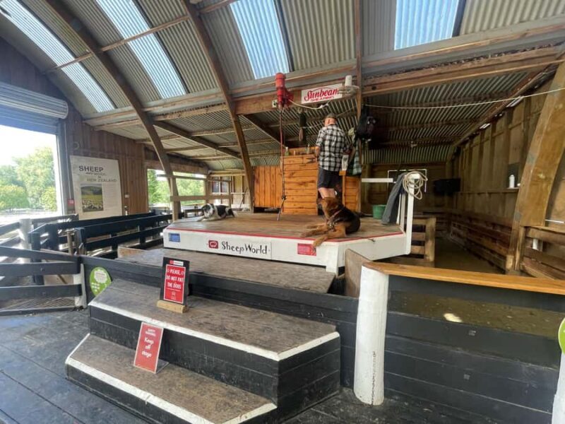 Auckland: Sheepworld, Honey Centre, & Kauri Trail Tour - FAQs