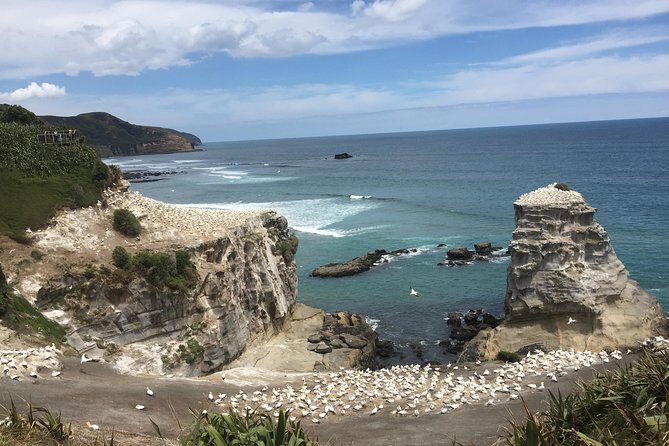 Auckland Sights Exclusive 4 Hour Luxury Day Tour - A Detailed Look at What to Expect