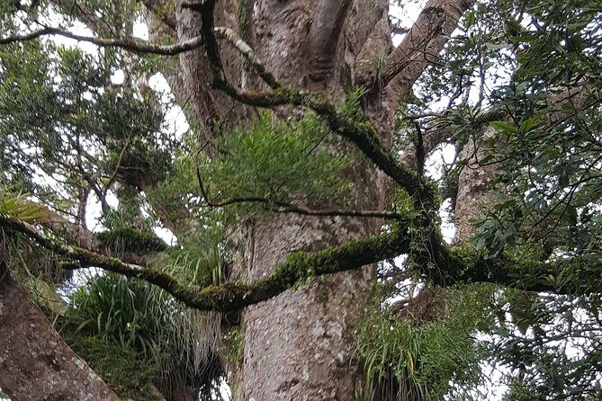 Auckland Sights Exclusive 8 Hour Luxury Day Tour - An In-Depth Look at the Auckland Sights Tour