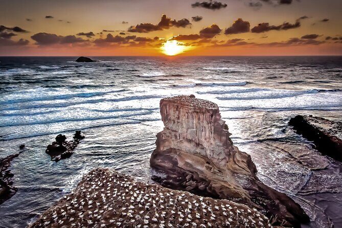 Auckland Thermal Pool and Muriwai Beach Sunset Day tour - What Past Travelers Say