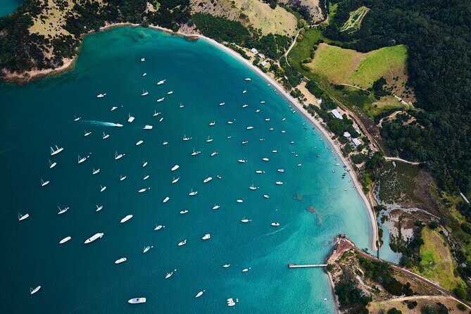 Auckland: Tikapa Moana Dolphin, Whale and Island Cruise - An In-Depth Look at the Experience