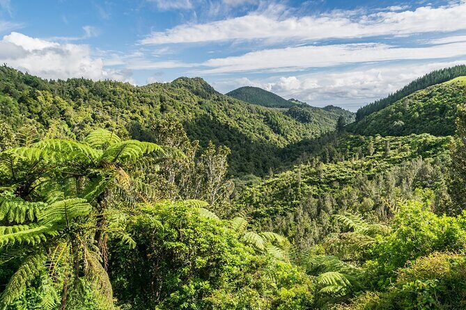 Auckland to Hobbiton Private Tour Shire Movie Set and Waikato - Pricing and Value