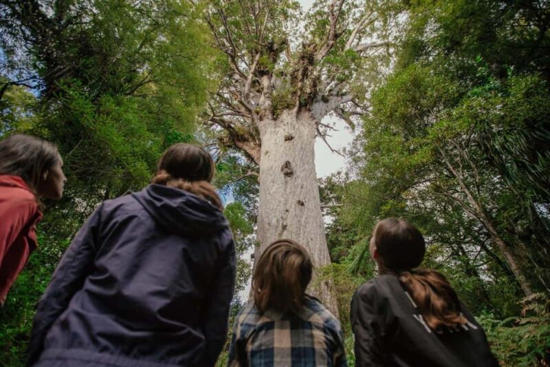 Auckland to Paihia via West Coast Small Group Tour (One Way) - Final Thoughts: Is This Tour Right for You?