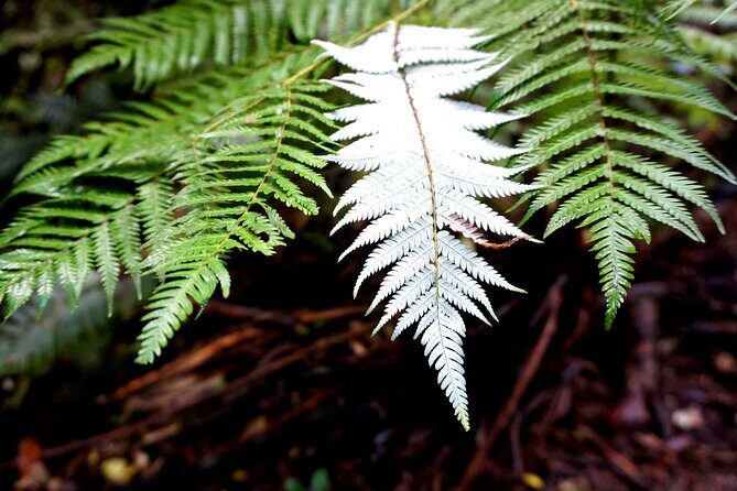 Auckland West Coast Half-Day Private Tour - The Transportation Experience