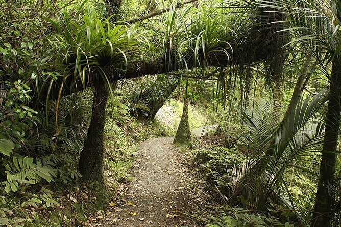 Auckland's Wild West Coast & Black Sand Beaches Tour inc Lunch - The Value of the Experience