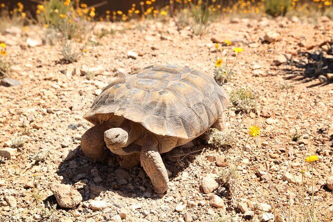 Audio Driving Tour: Grand Canyon West, Hoover Dam Red Rock Canyon - The Sum Up