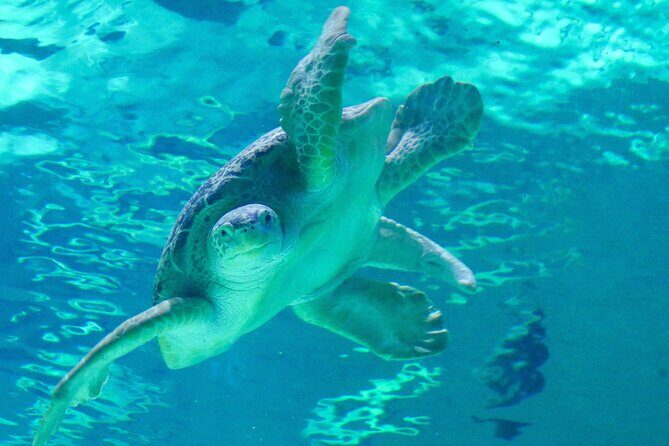 Audubon Aquarium & Insectarium Ticket - FAQ