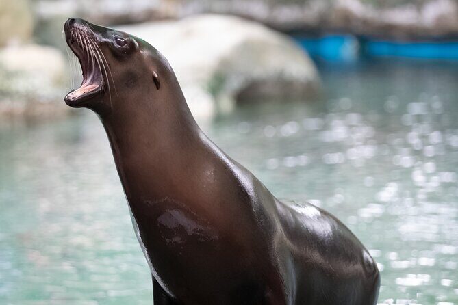 Audubon Zoo Ticket - Why Choose Audubon Zoo in New Orleans?