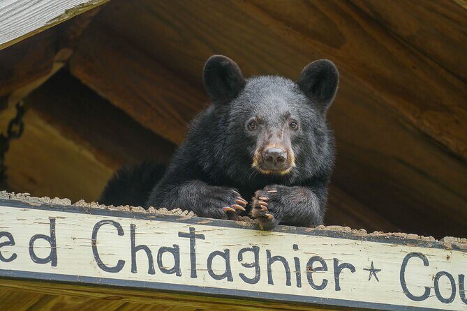 Audubon Zoo Ticket - Authentic Encounters and Educational Demonstrations