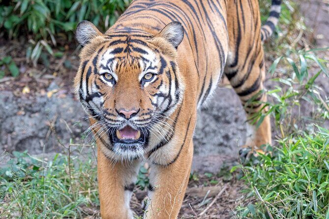 Audubon Zoo Ticket - Summary of Practical Considerations