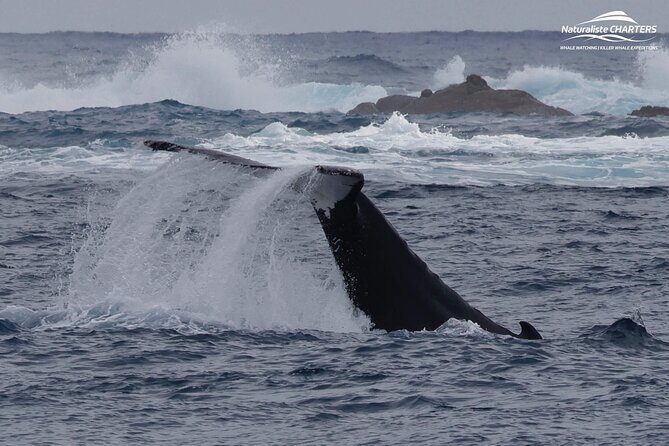 Augusta Whale Watching Eco Tour - Analyzing the Value: Price and Experience
