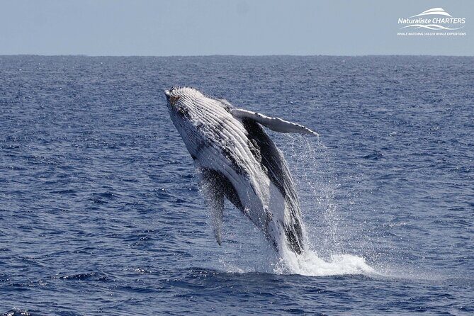 Augusta Whale Watching Eco Tour - Practical Tips for Your Trip
