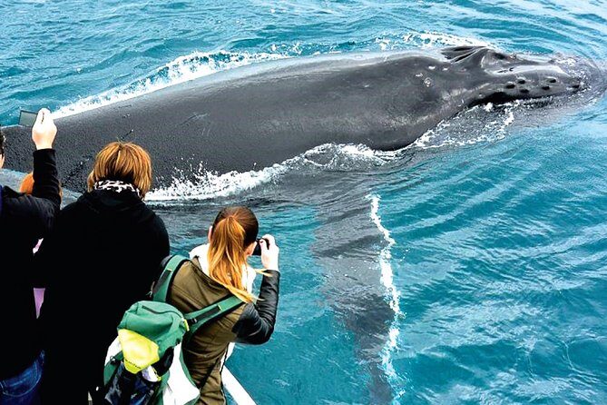 Augusta Whale Watching Eco Tour - FAQ: Your Practical Questions Answered