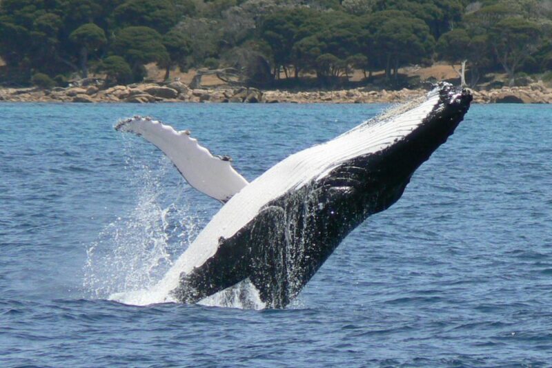 Augusta: Whale Watching Tour - Key Points