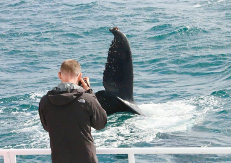 Augusta: Whale Watching Tour - Authentic Encounters and Real Traveler Perspectives