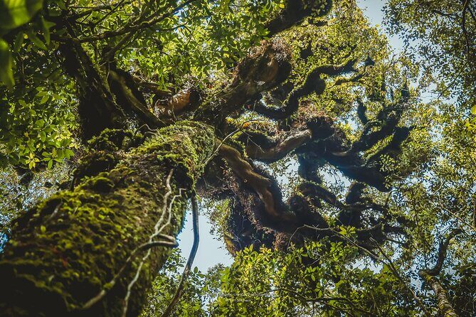 Aural Mountain Trek: Cambodia Tallest Peak Challenge - Who Will Love This Tour?