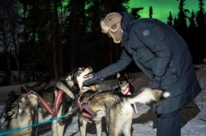Aurora Activity at Sluice Box Sled Dogs - FAQ