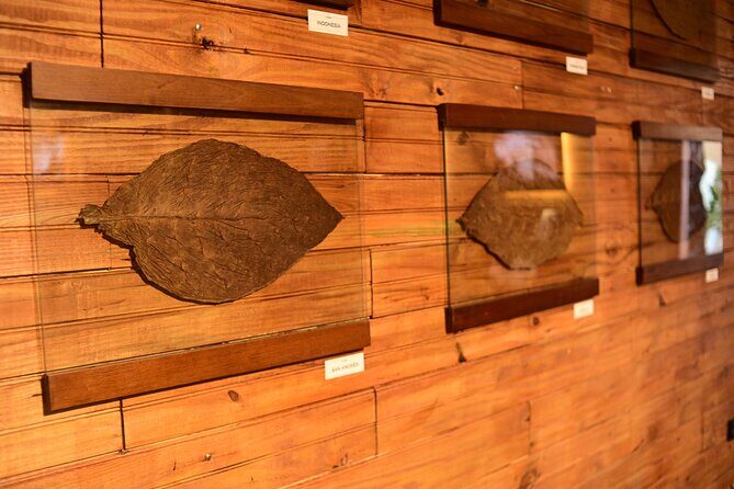 Aurora Premium Sensory Tasting Pairing, and Fine Cigar Experience - What You Can Expect from the Experience