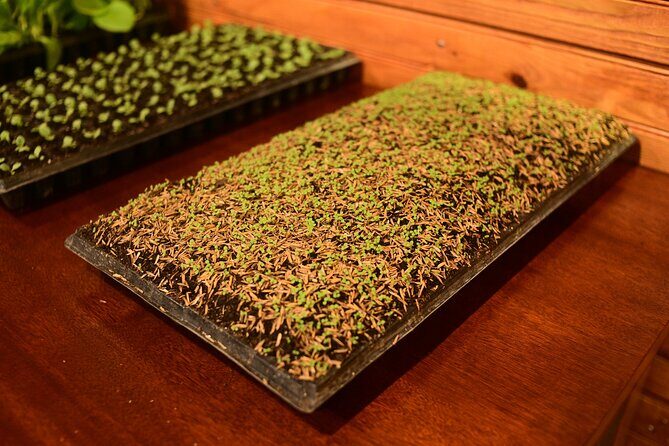 Aurora Premium Sensory Tasting Pairing, and Fine Cigar Experience - Cost and Value