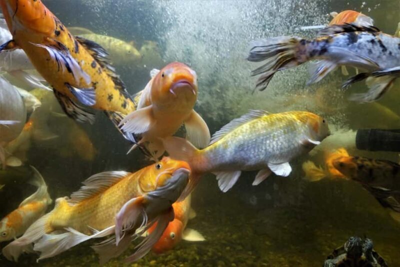 Austin Aquarium Entry Ticket - An In-Depth Look at What You Can Expect