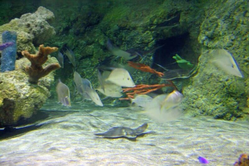 Austin Aquarium Entry Ticket - Who Should Consider Visiting?