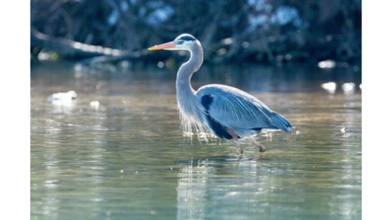 Austin: Journey to the Springs Guided Tour - FAQs