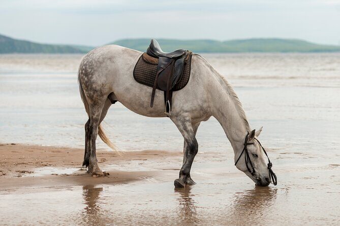 Australia: Coffs Harbour Beach Horse Ride & Lagoon Swim + Photos - Who Will Love This Tour?