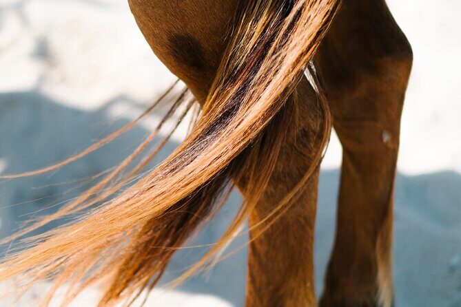 Australia: Coffs Harbour Beach Horse Ride & Lagoon Swim + Photos - The Sum Up