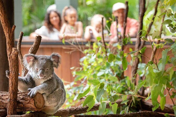 Australia Zoo Private Group Tour from Brisbane - A Close Look at the Itinerary and Experience