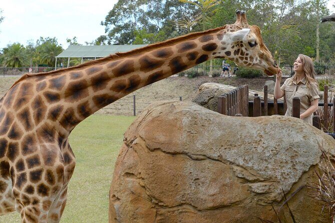 Australia Zoo Transfer from Noosa and Sunshine Coast - A Hassle-Free Journey to Australia Zoo