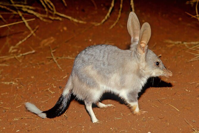 Australian Animal Night Safari - Australian Animal Night Safari: An Authentic Wild Night in Western Australia