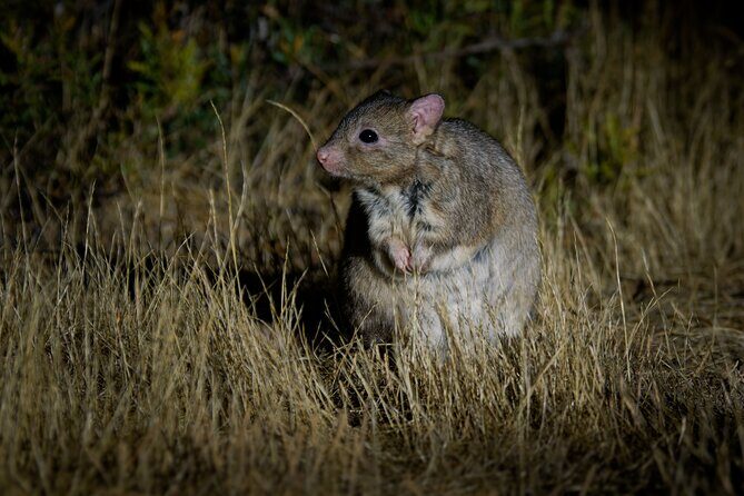 Australian Animal Night Safari - Who Should Consider This Tour?