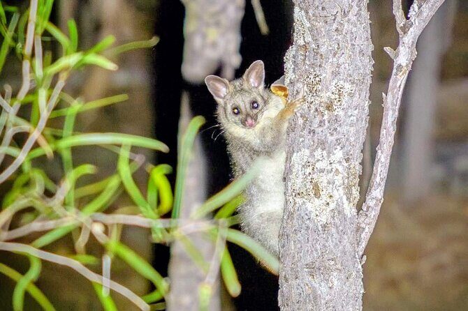 Australian Animal Night Safari - FAQs