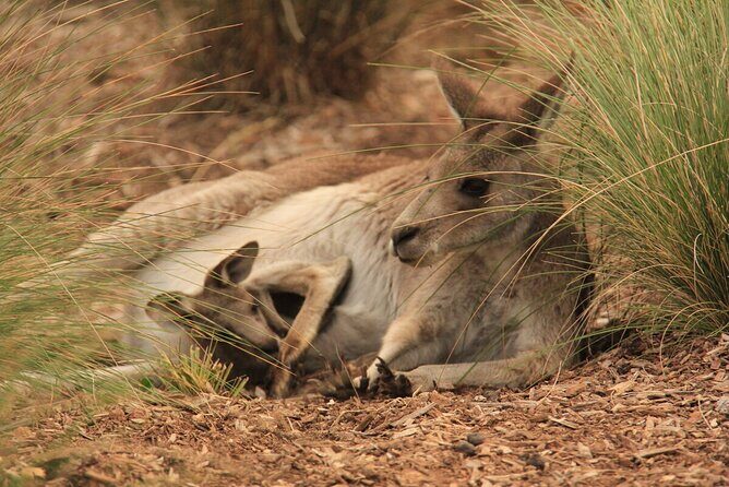 Australian Experience at Werribee Open Range Zoo - excl. entry - Key Points