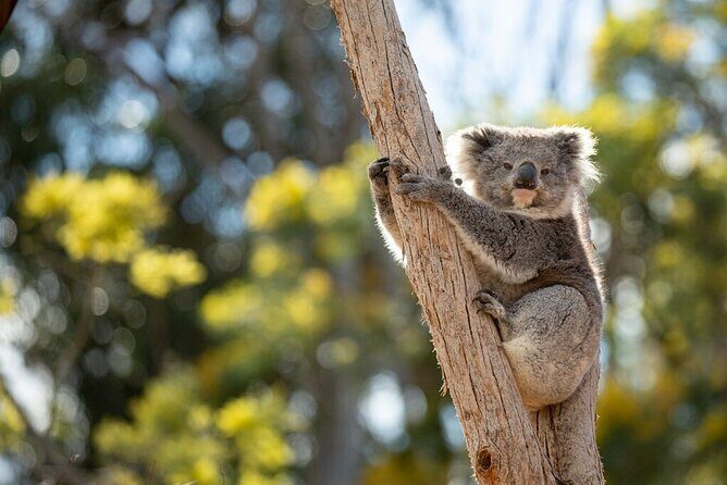 Australian Experience at Werribee Open Range Zoo - excl. entry - Value and Practical Aspects