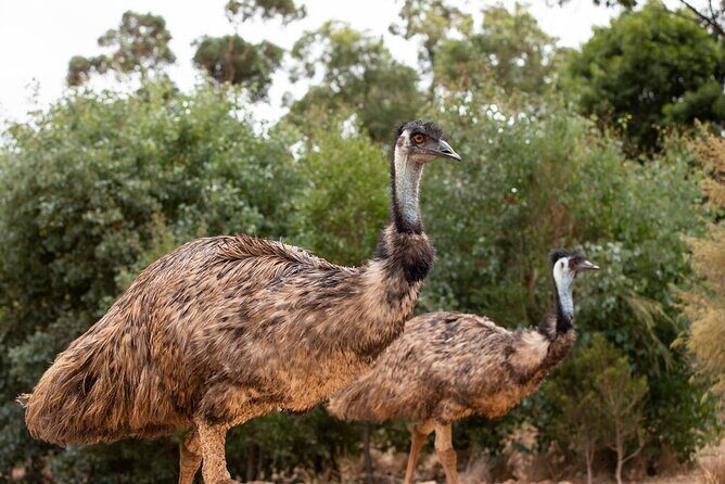 Australian Experience at Werribee Open Range Zoo - excl. entry - Who Should Consider This Experience?