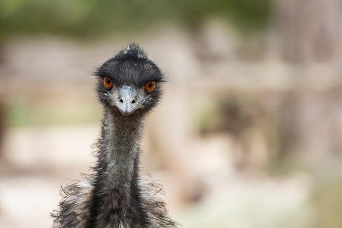 Australian Wildlife Tour at Melbourne Zoo Ticket - excl. entry - Why This Tour Offers Great Value